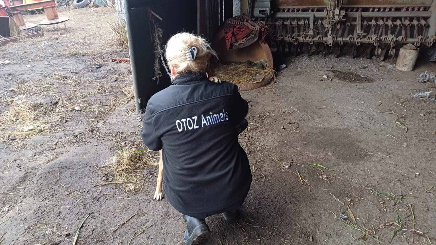 „Bez Waszej pomocy nie damy rady” – dramatyczny apel OTOZ Animals w ...